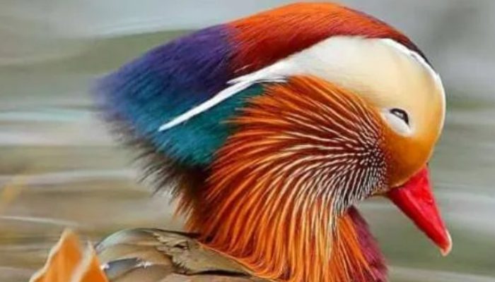 The mandarin duck, one of the most common ducks in the world, is an ...