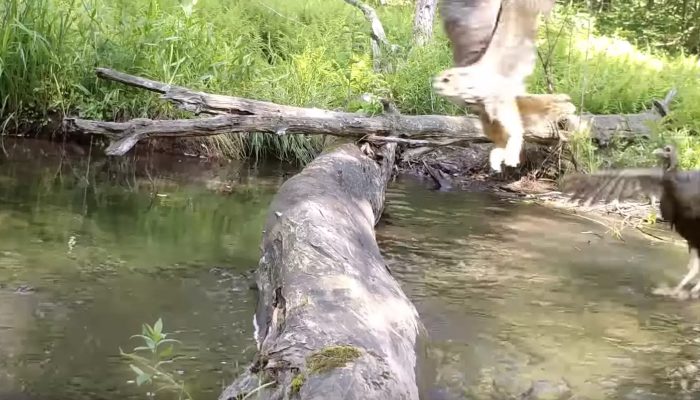 Surveillance cameras record every animal that passes their little bridge