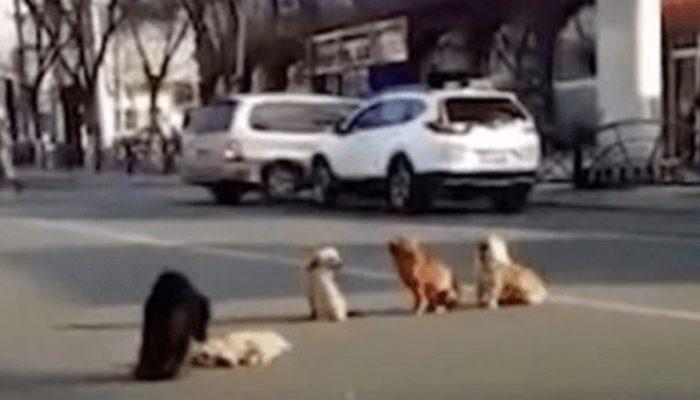 Four dogs block traffic to safeguard one of their companions who is ...