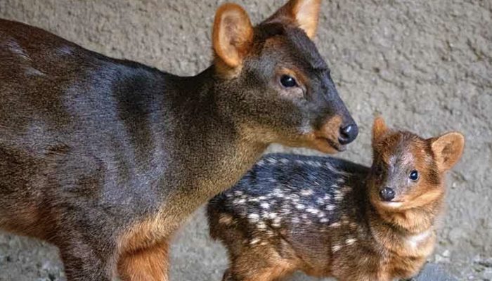Meet the magical pudu, the world's smallest and cutest deer. See how he ...