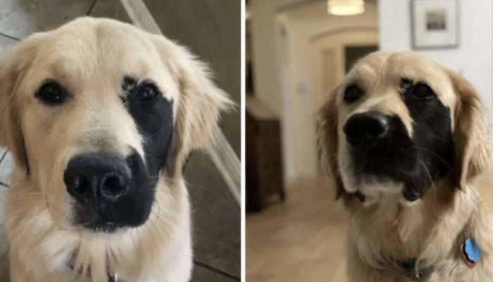 One Golden Retriever has a distinctive birthmark that has changed his ...