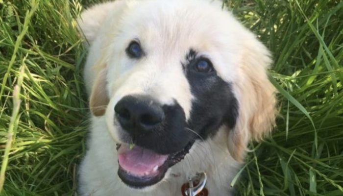One Golden Retriever has a distinctive birthmark that has changed his ...