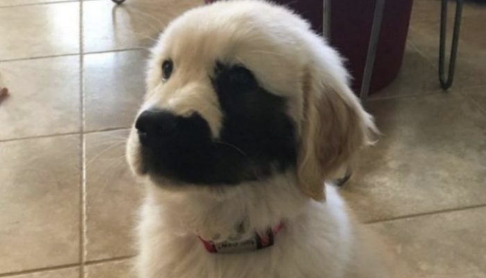 One Golden Retriever has a distinctive birthmark that has changed his ...
