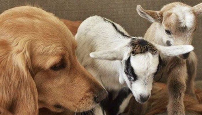After falling in love with four newborn goats, a dog takes them in as ...