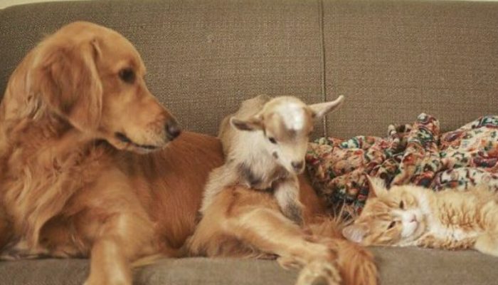 After falling in love with four newborn goats, a dog takes them in as ...