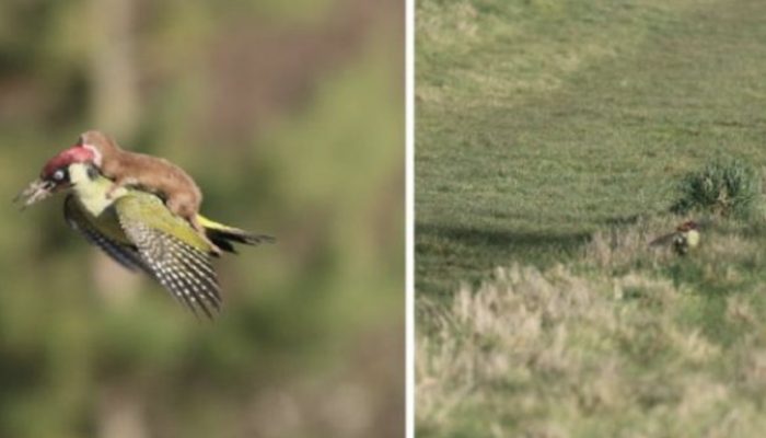 An incredible image of a weasel youngster flying into the air on the ...