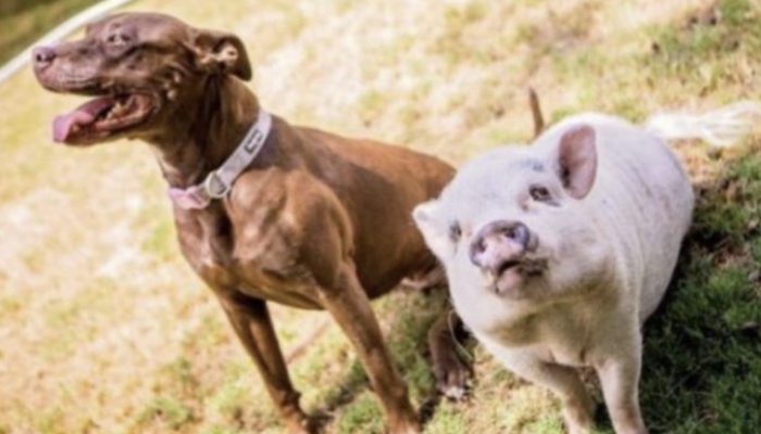 An unbreakable bond exists between a dog and a pig. Their friendship ...