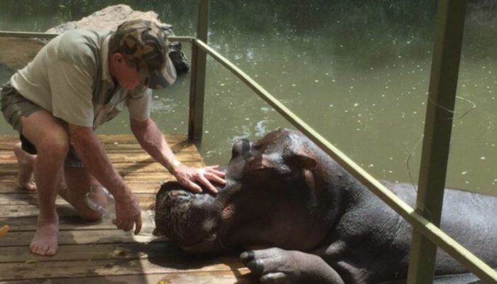 Friendship that lasted 18 years. A man saved a hippo, and the giant ...