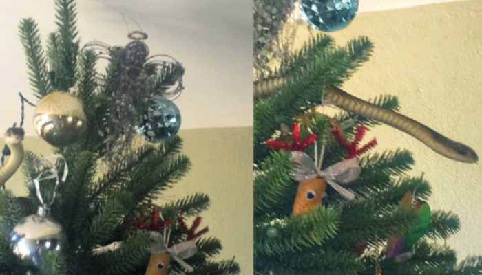 A family's newly decorated Christmas tree had one of the world's most ...
