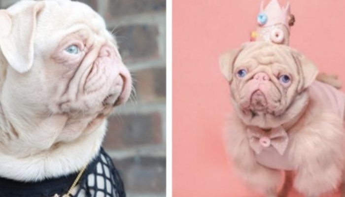 The adorable dog who won everyone’s heart is one of the less than 100 ...