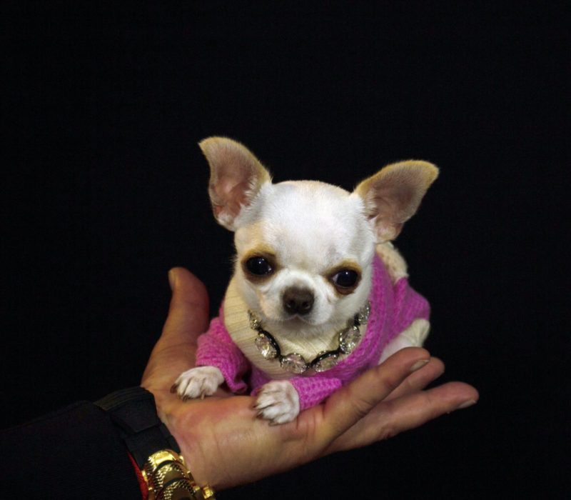Pearl le Chihuahua, qui ne mesure que 3,59 pouces, détient désormais le ...