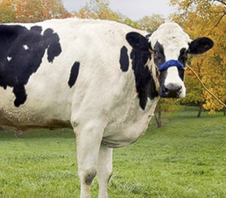 Cette vache de 907 kilos est la détentrice du record du monde de la ...
